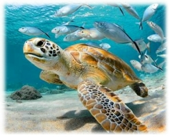 The Key West Aquarium, 1 Whitehead Street, in Old Town a block from ...